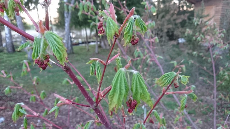 Acer pseudosieboldianum Korea vaher | helga.ee