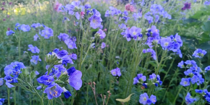 Polemonium caeruleum 'Northern Light's' Harilik sinilatv | helga.ee